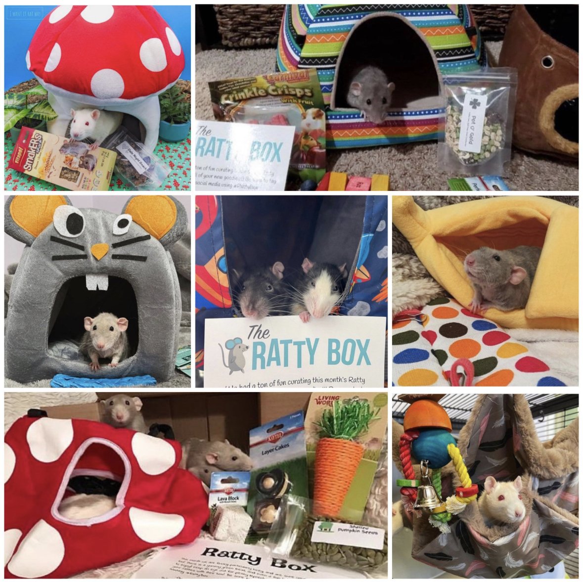 Rat Subscription Box | Ratty Box