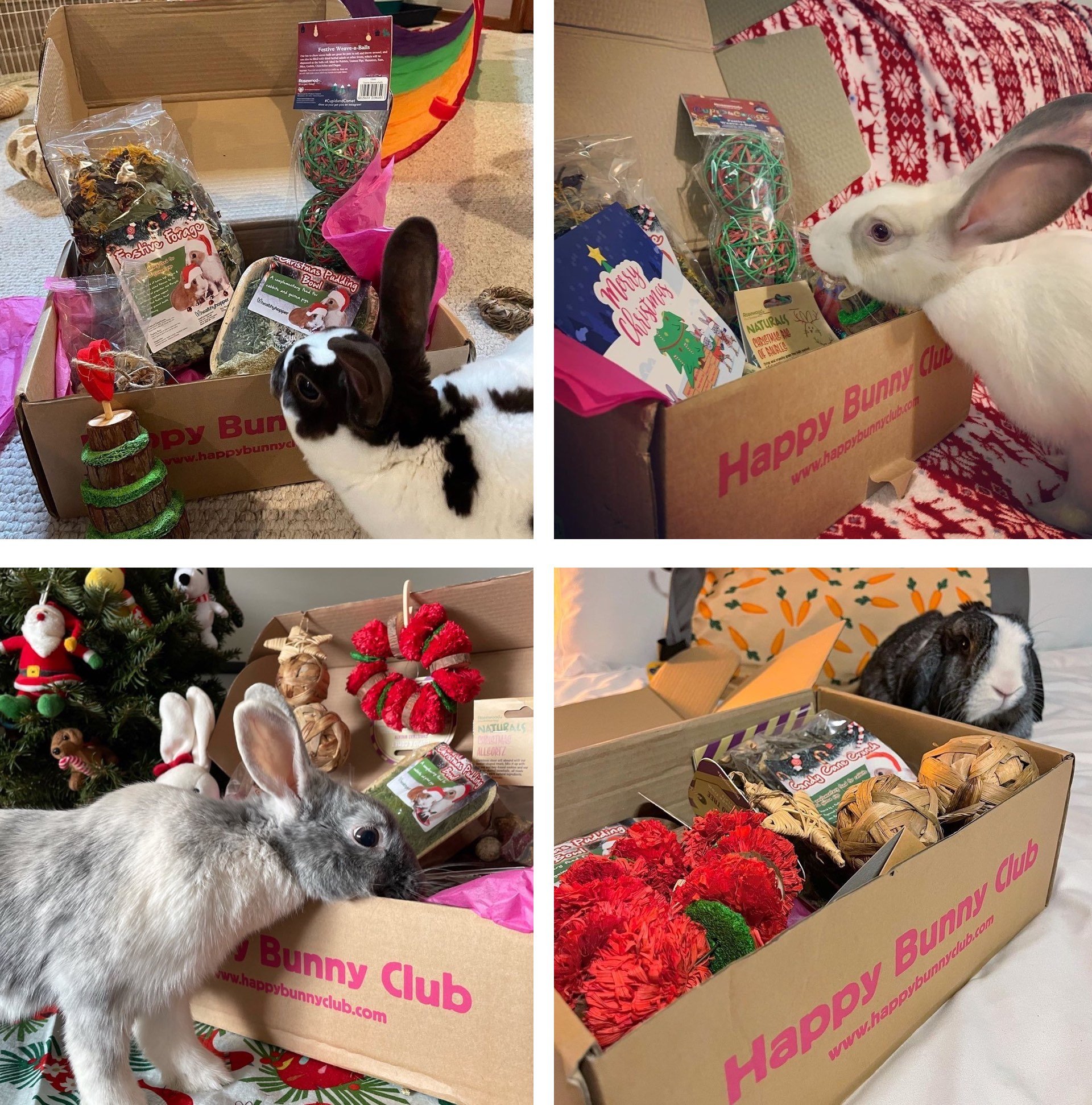 Rabbit Subscription Box of Toys, Treats & Gifts | Happy Bunny Club