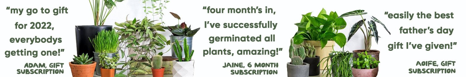 Sprouting Tiger seed subscription box and tropical indoor house plant seeds