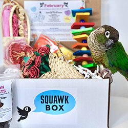 Squawk Box | Subscription Box for Birds